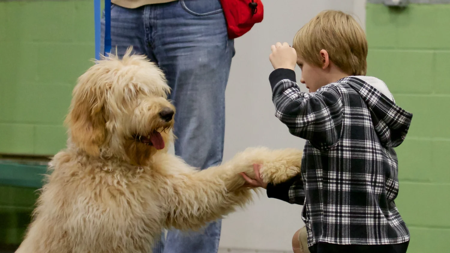 Family Dog Training: Basics — Paws 'N Effect