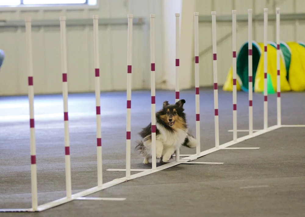 Agility — Paws 'N Effect