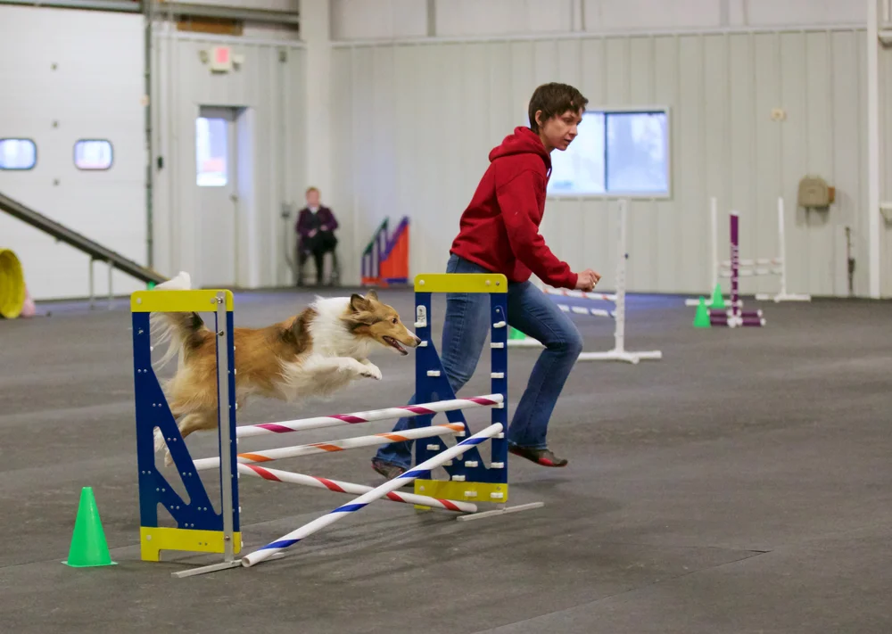 Our Trainers — Paws 'N Effect