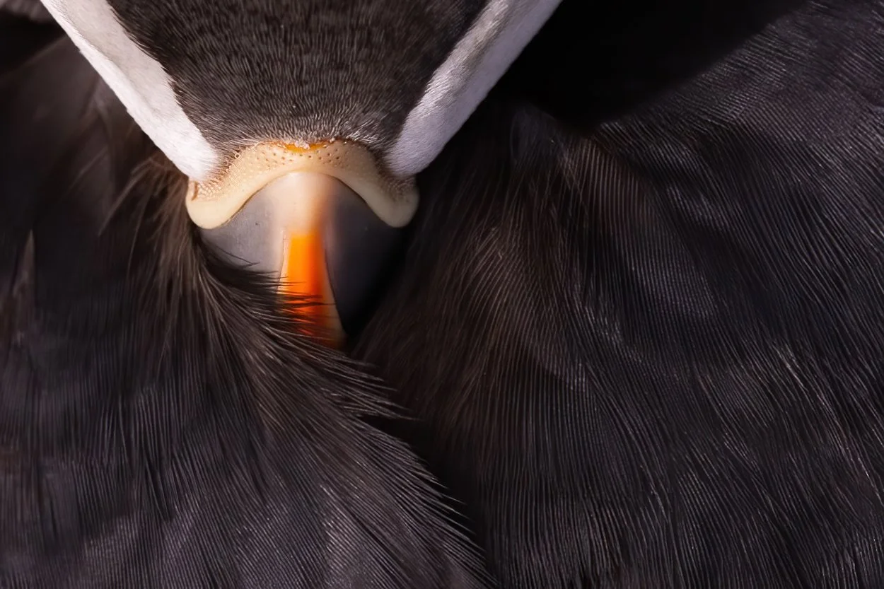 Kevin Morgans Wildlife Photography