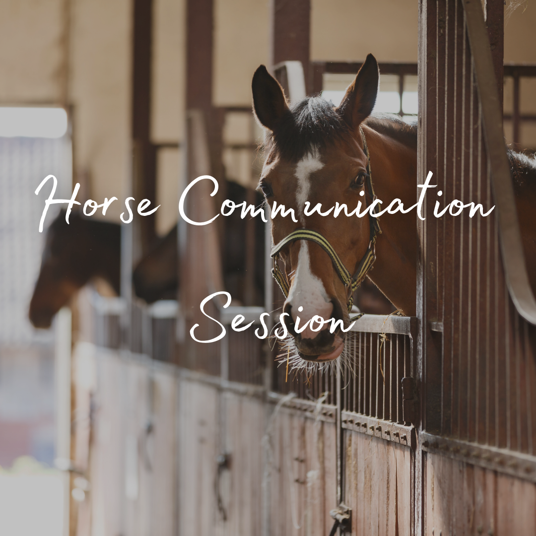 Horse Communication Session — Mary Cenci