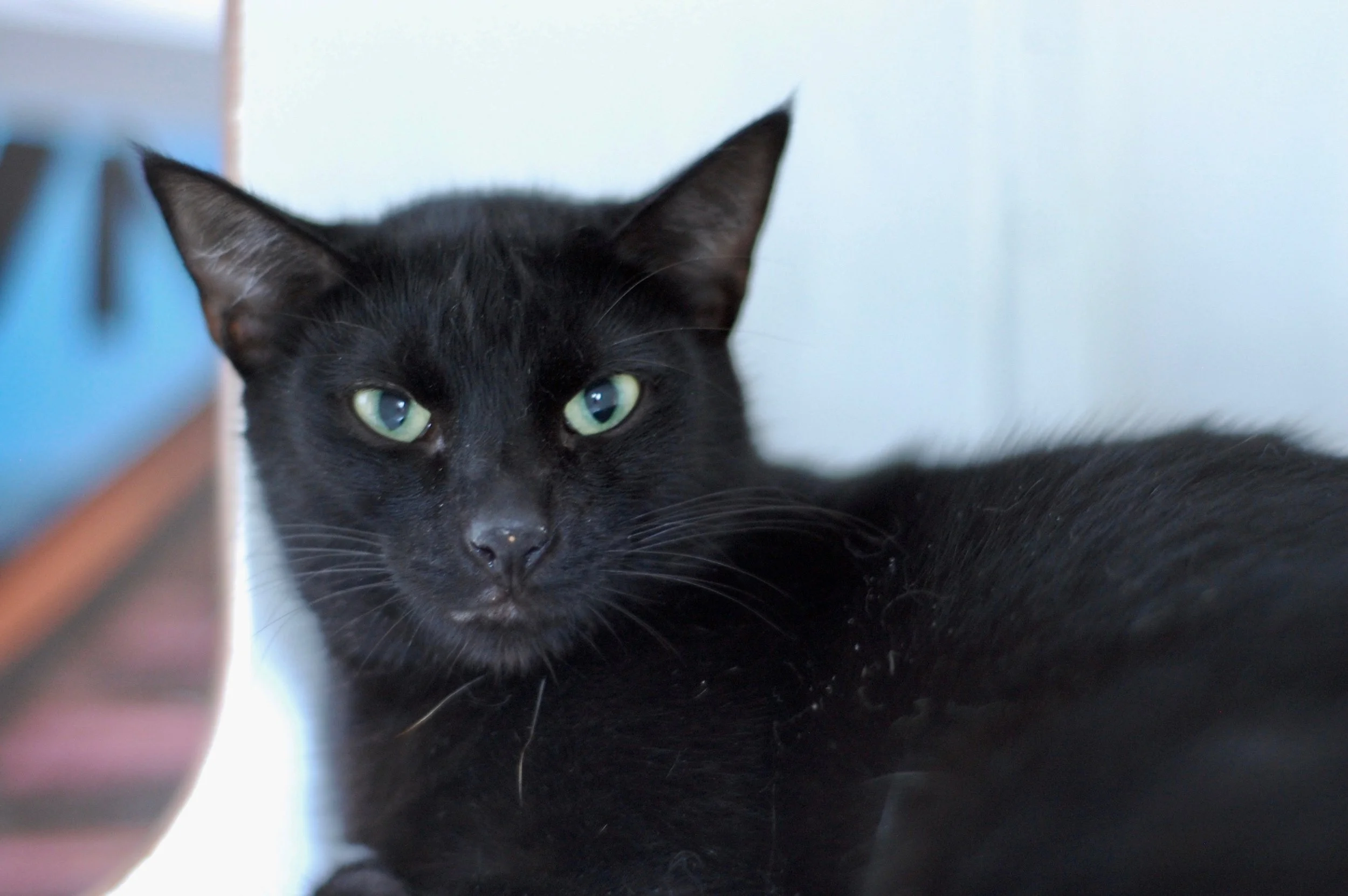 Debunking Myths About Black Cats: Pt. 1 - Debunking Myths About Black ...