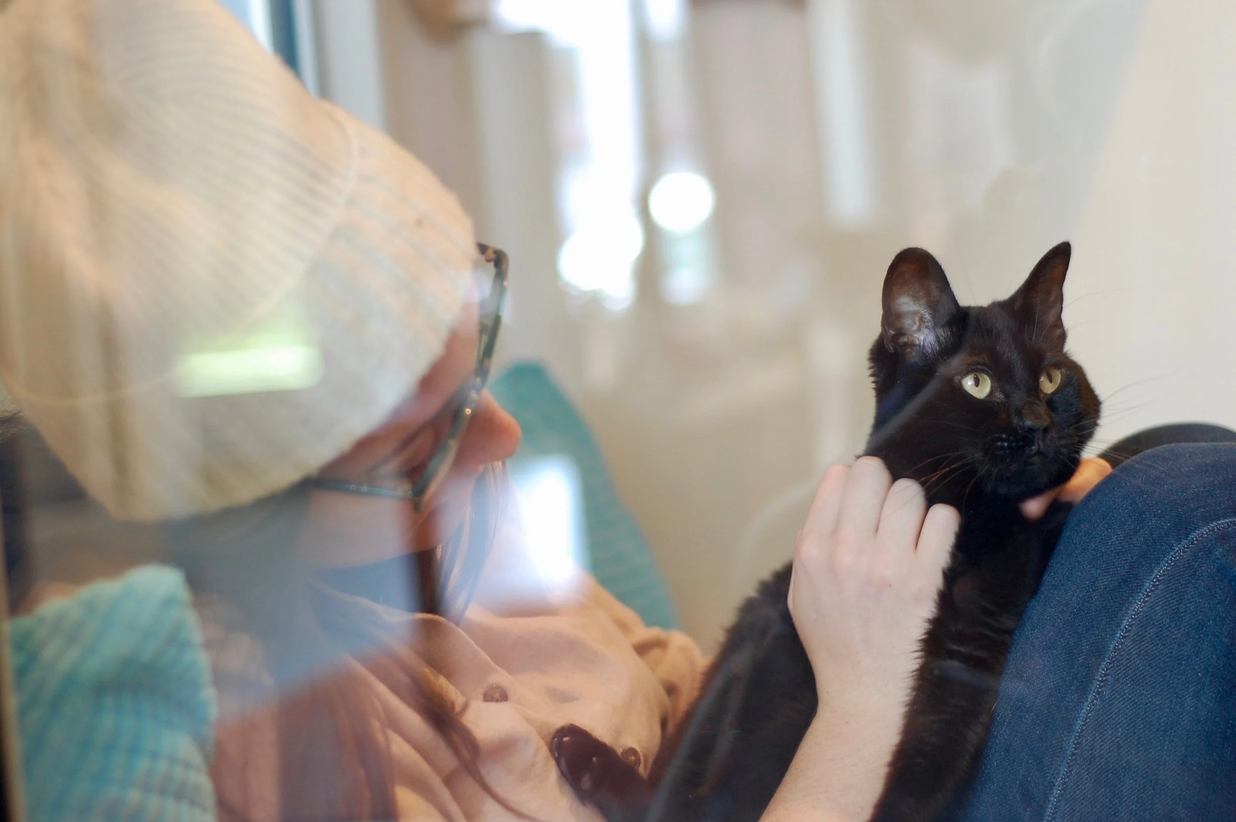 Volunteer — Cat Town