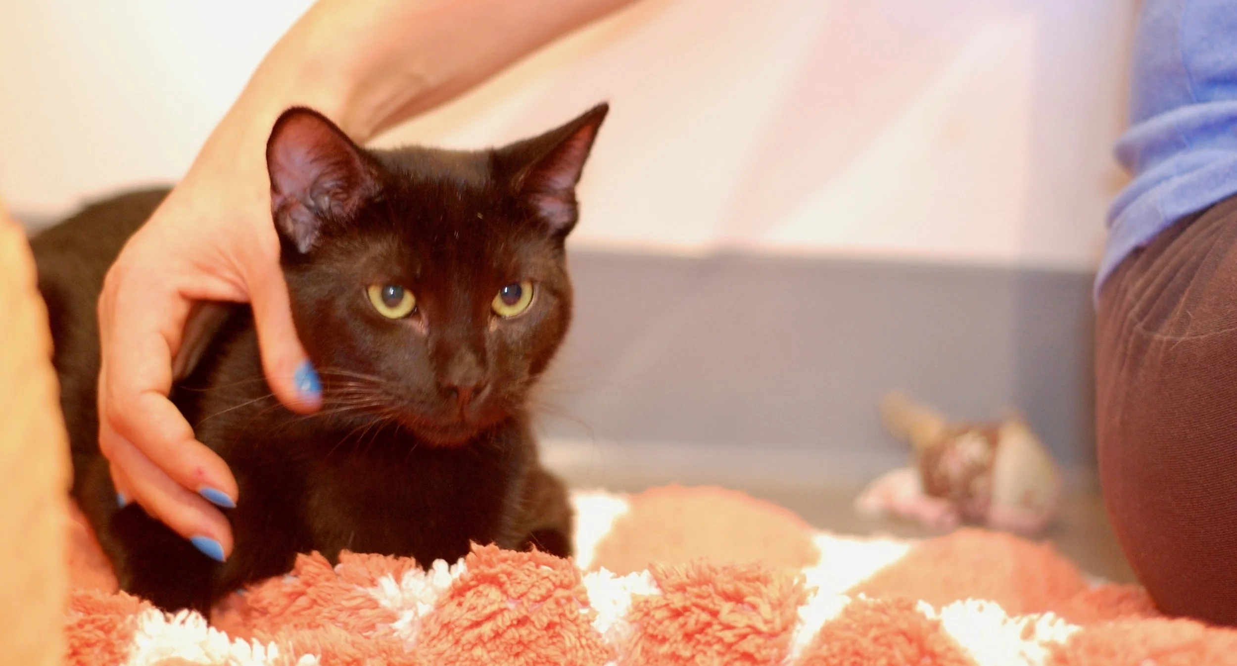 KITTEN WIRE: THE TRANSFORMATION OF A CAT NAMED TOFU - KITTEN WIRE: THE ...