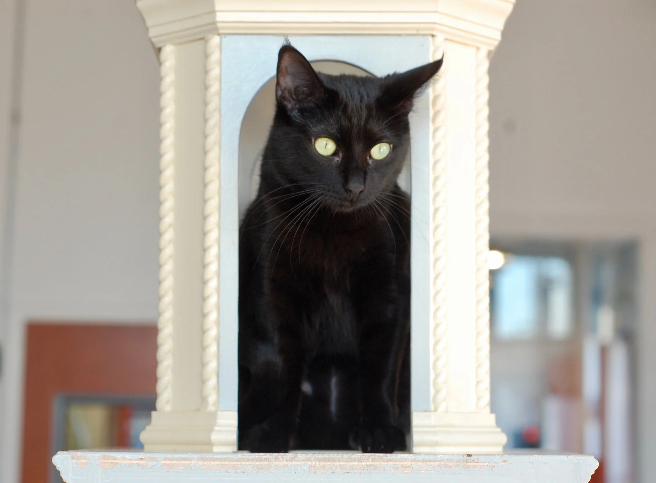 Meet Our Mission Cats - Meet Our Mission Cats