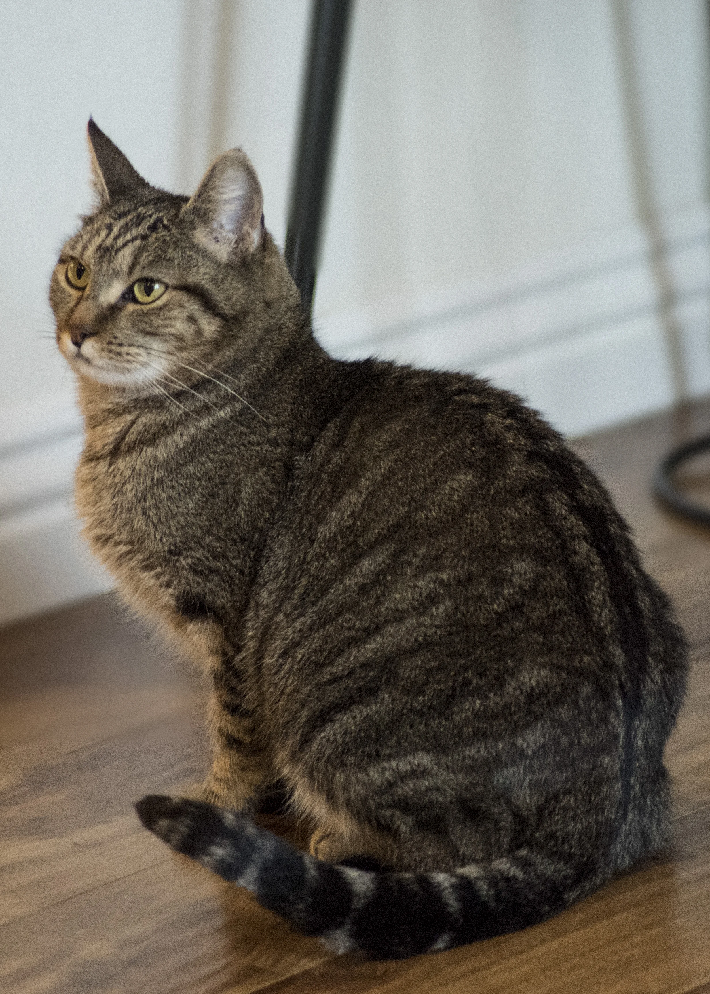 Boy Tabby Cats Boy Tabby Cats