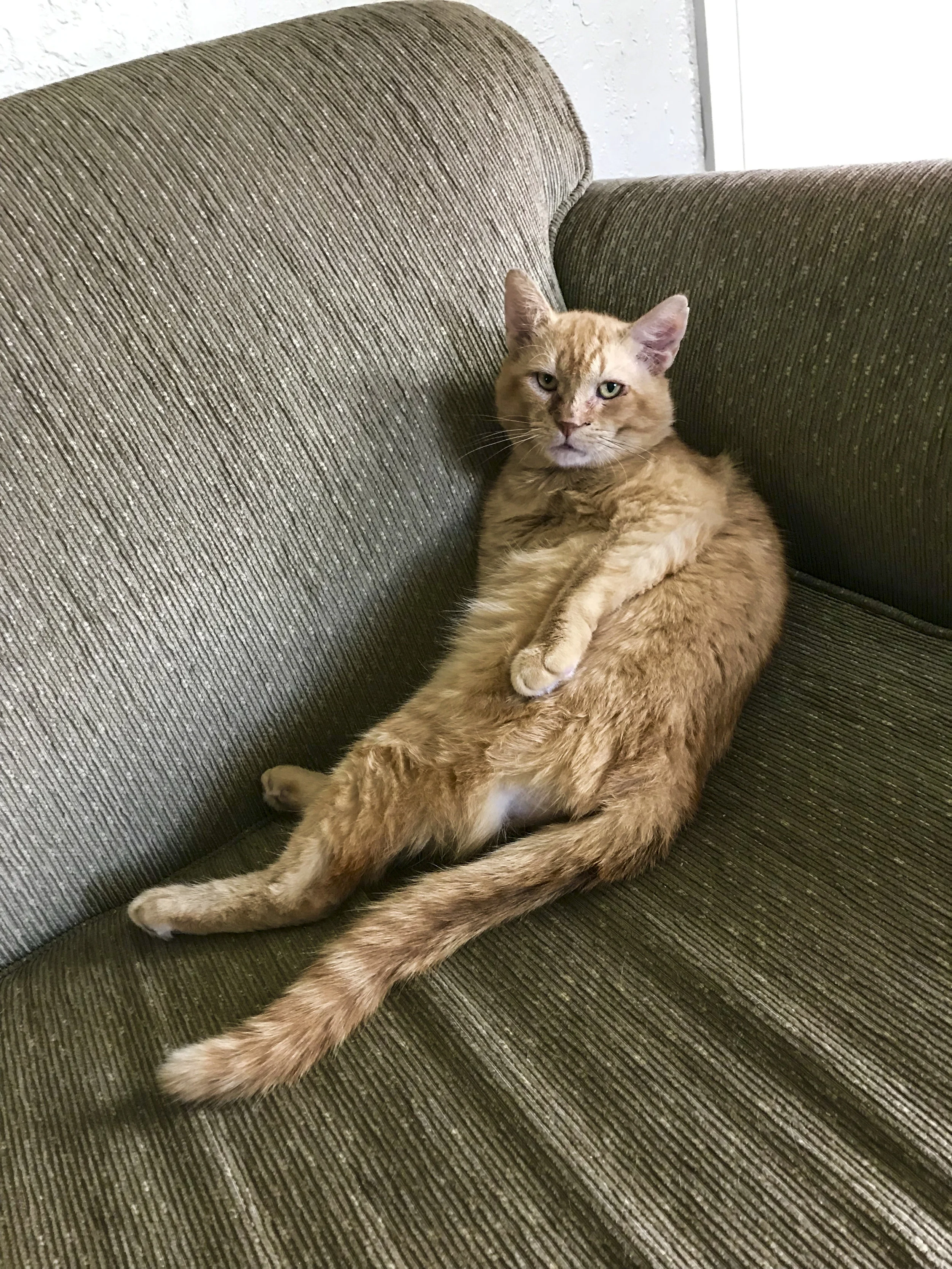 5 Facts About Tabby Cats - 5 Facts About Tabby Cats