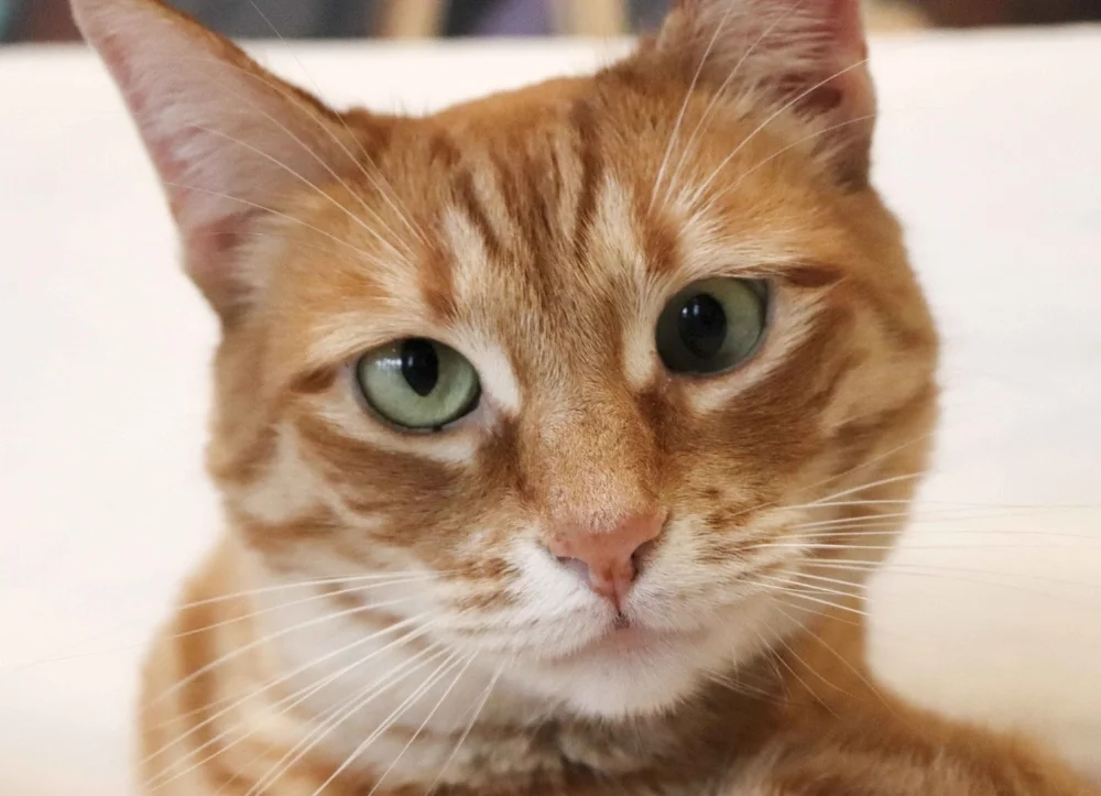 Thank You for Helping Cats Like Polly - Thank You for Helping Cats Like ...