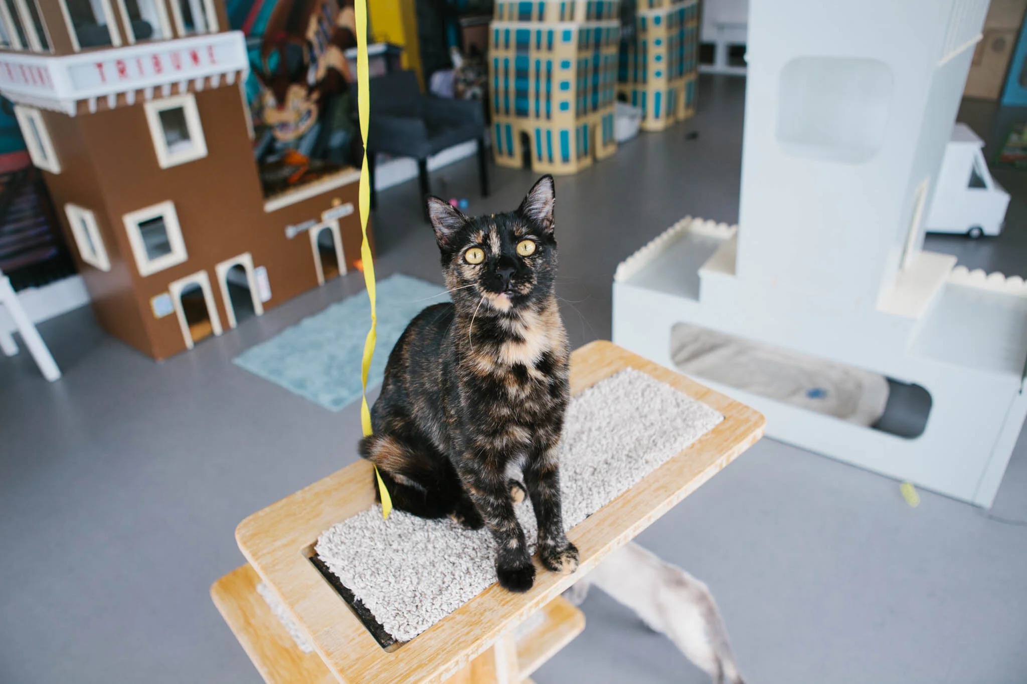 Our Mission and History — Cat Town