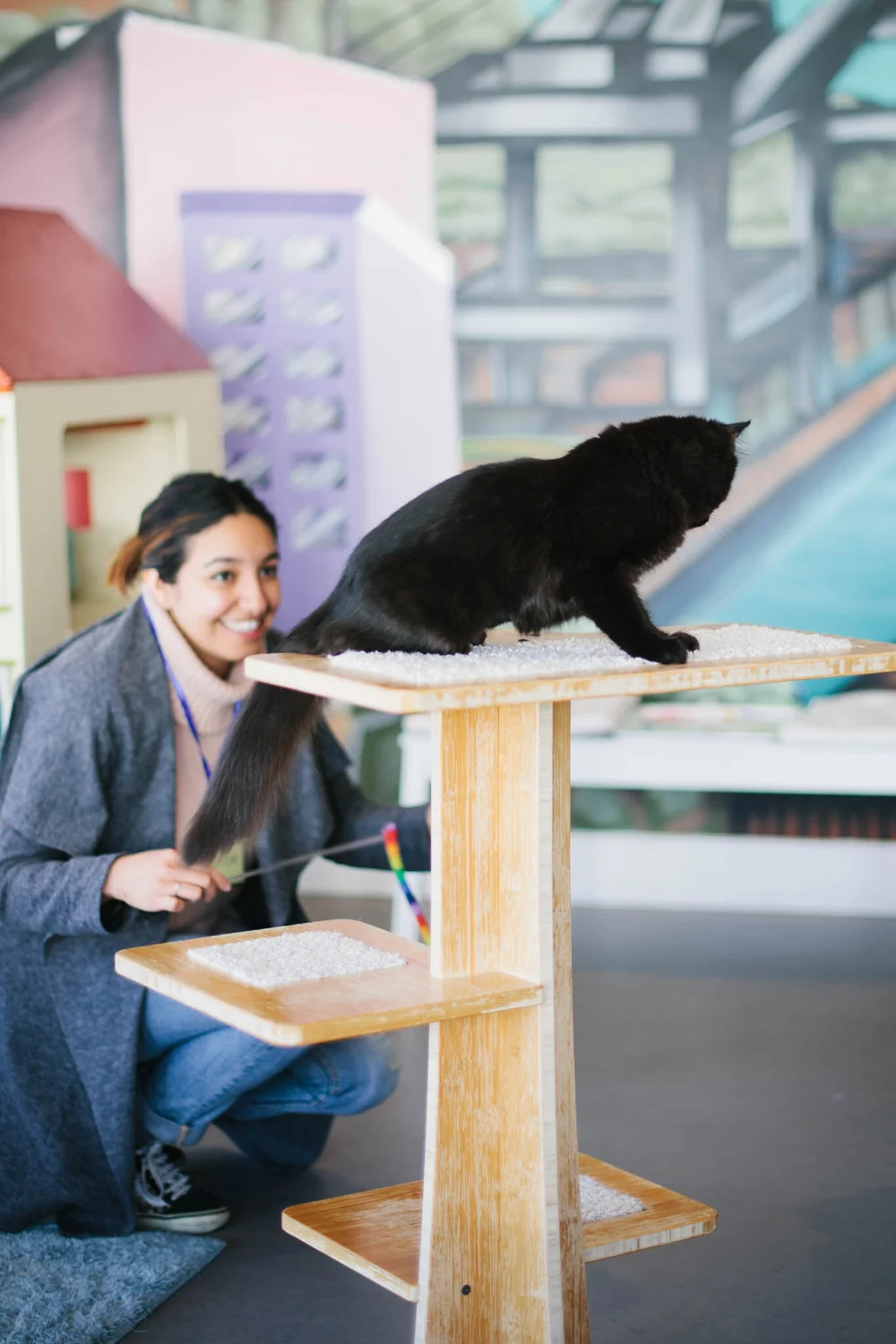 Visiting Our Cats — Cat Town