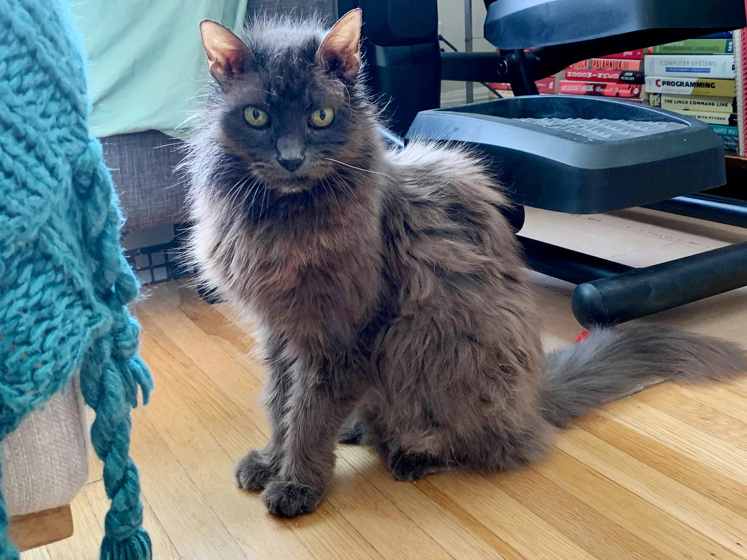 Helping Bindy Recover - Helping Bindy Recover