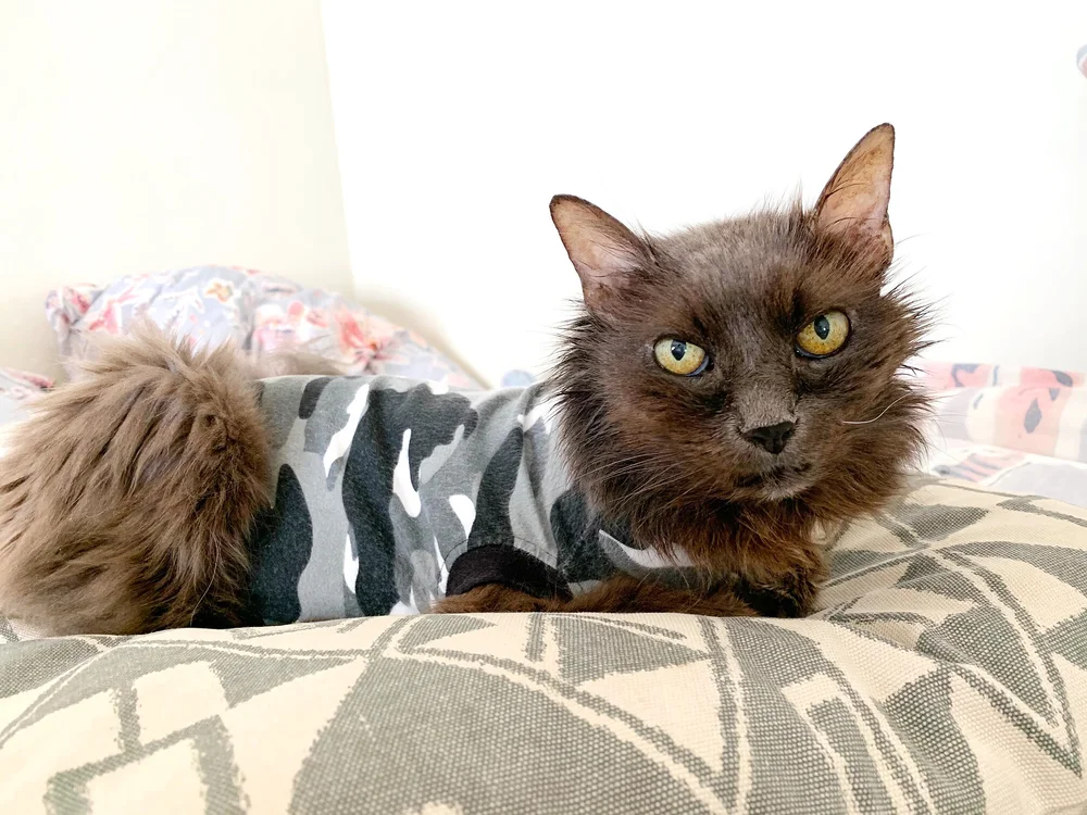 Helping Bindy Recover - Helping Bindy Recover
