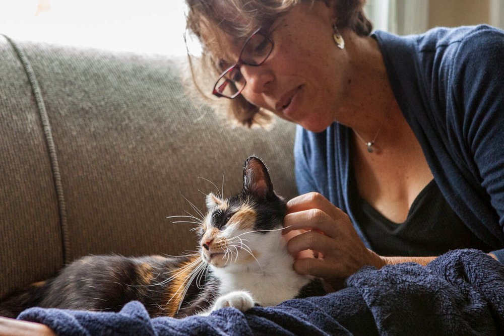 Rehome Your Cat — Cat Town