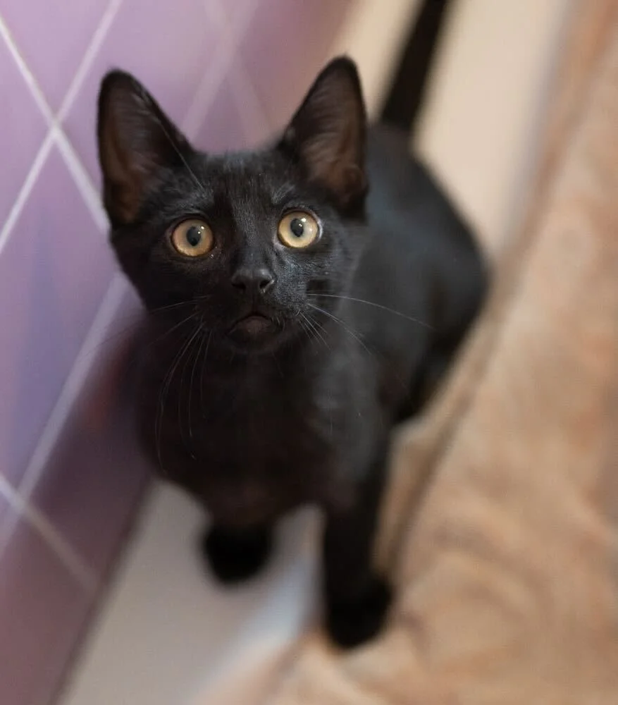 February 2024 Adoptions - February 2024 Adoptions