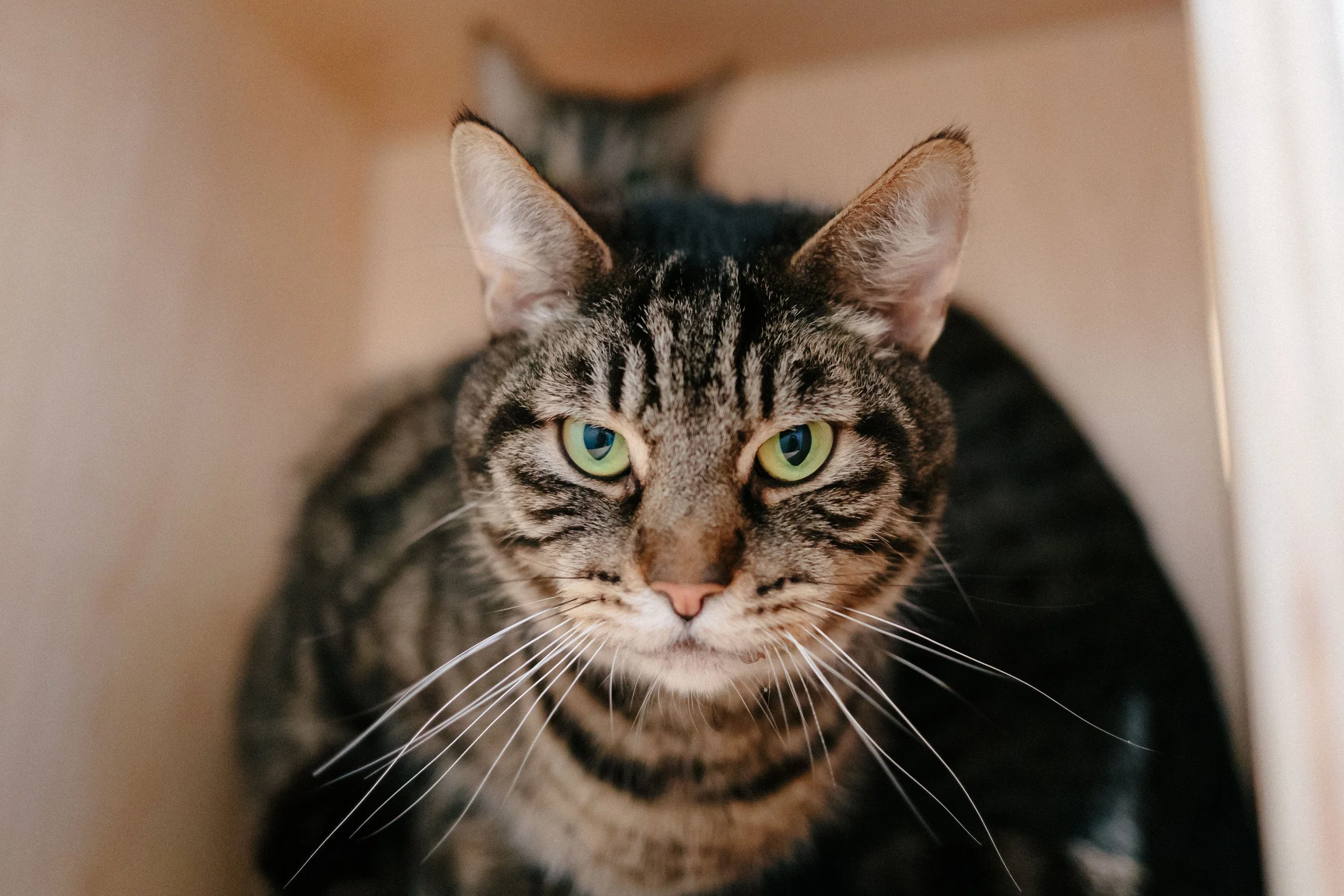 Visit Our Cats — Cat Town