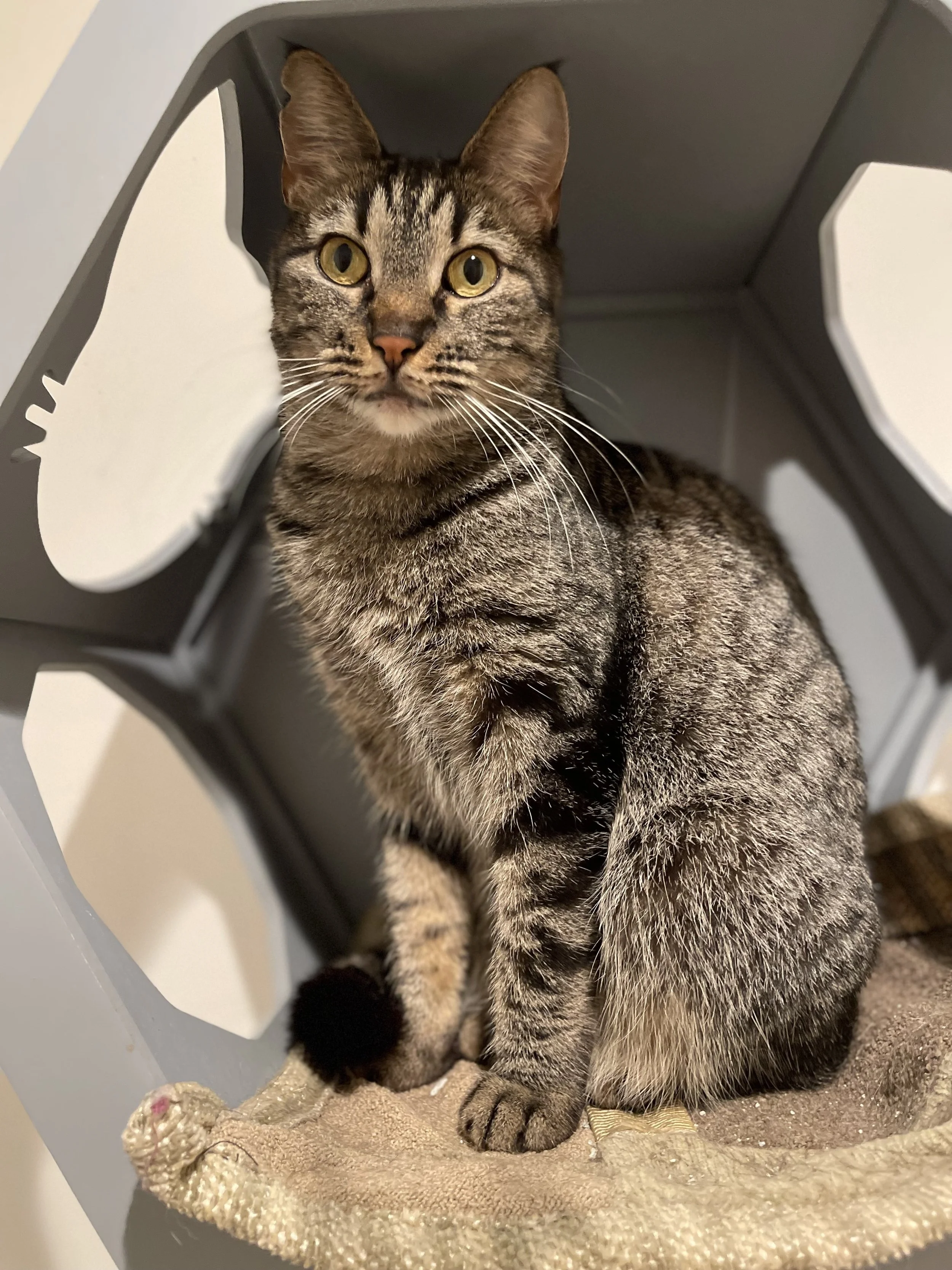 Visit Our Cats — Cat Town