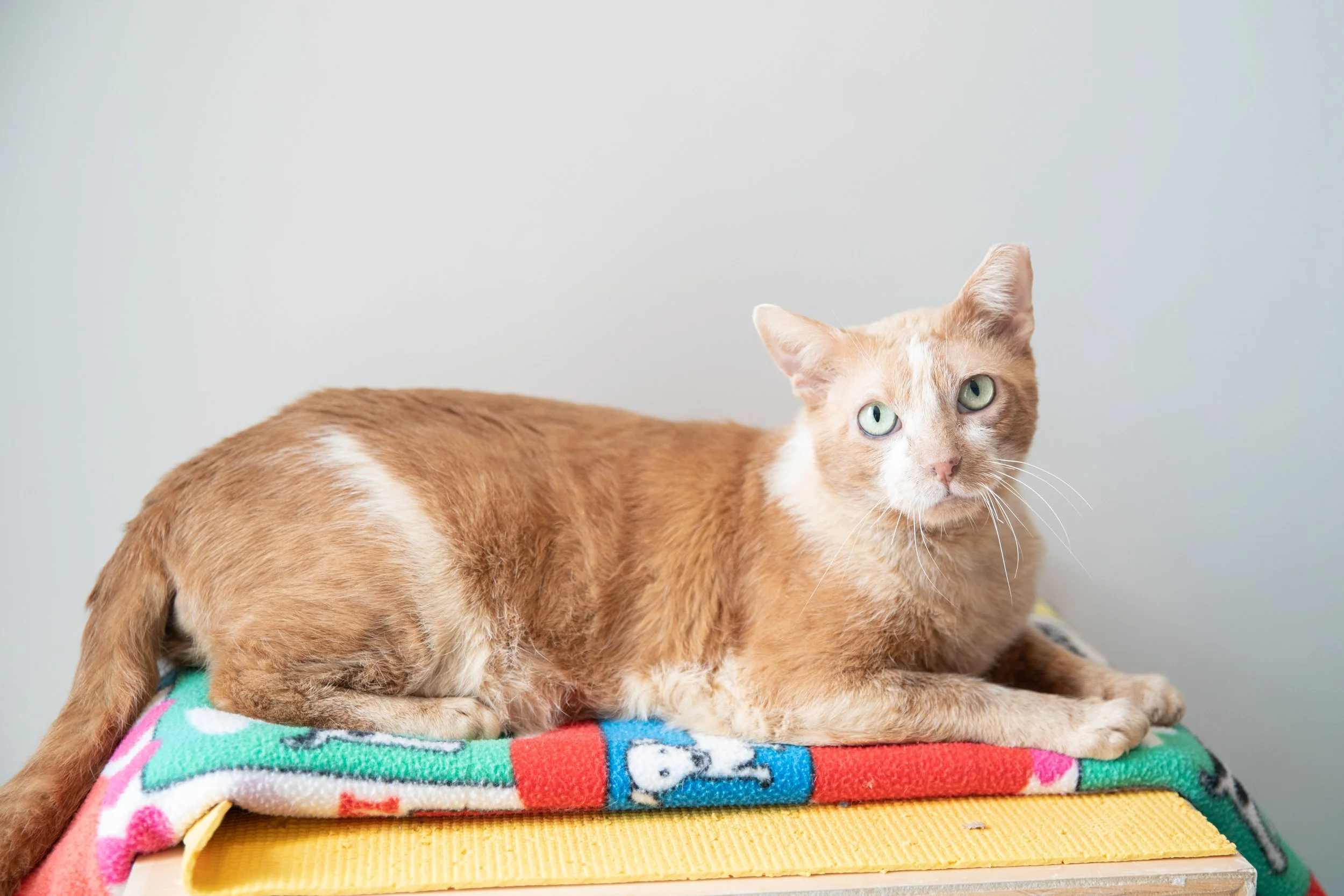 Visit Our Cats — Cat Town