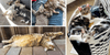 Adopt — Cat Town