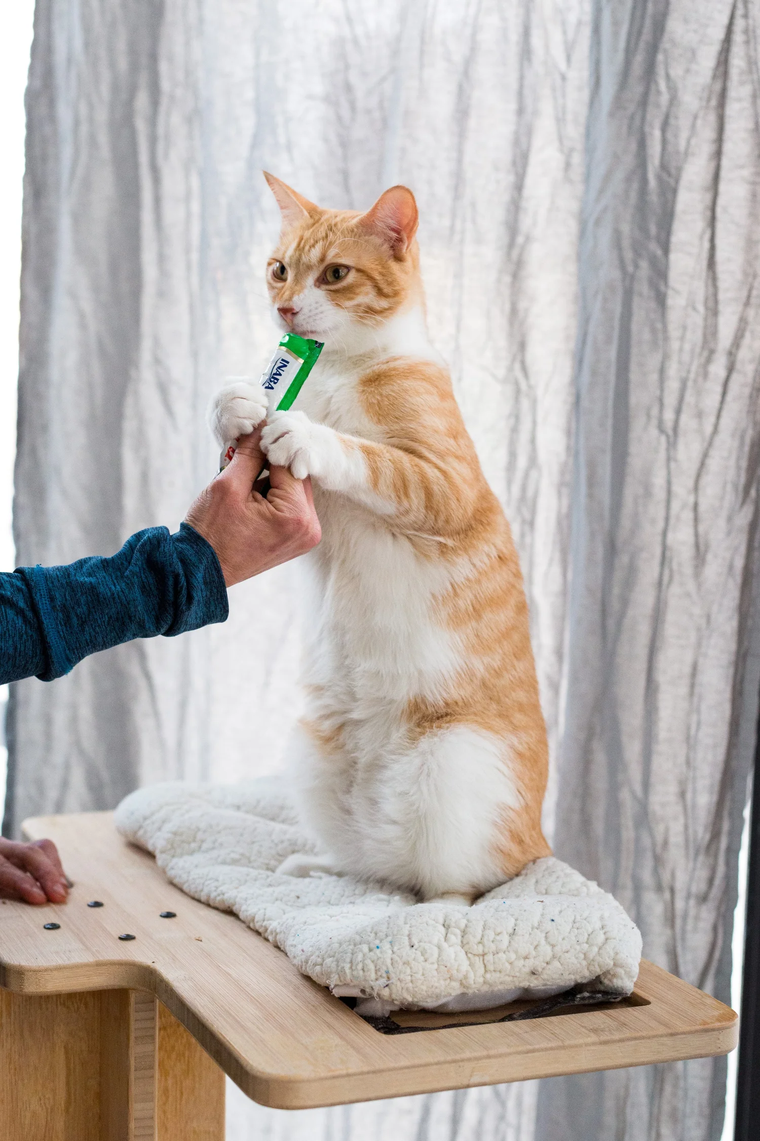 Medicating Your Cat, the Easy Way - Medicating Your Cat, the Easy Way