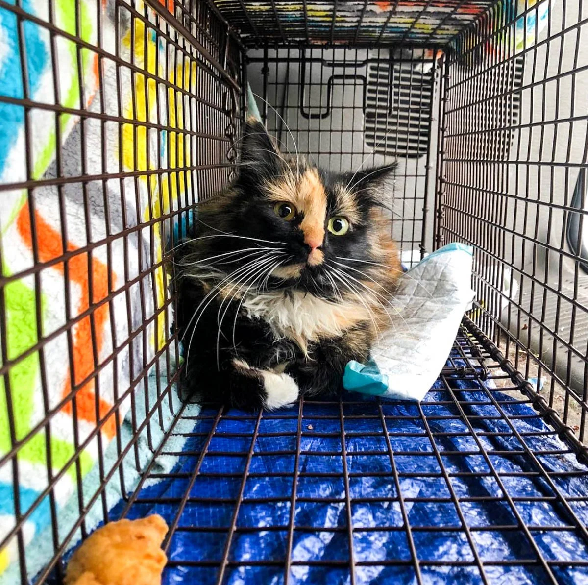 CAT TOWN EVENTS — Cat Town