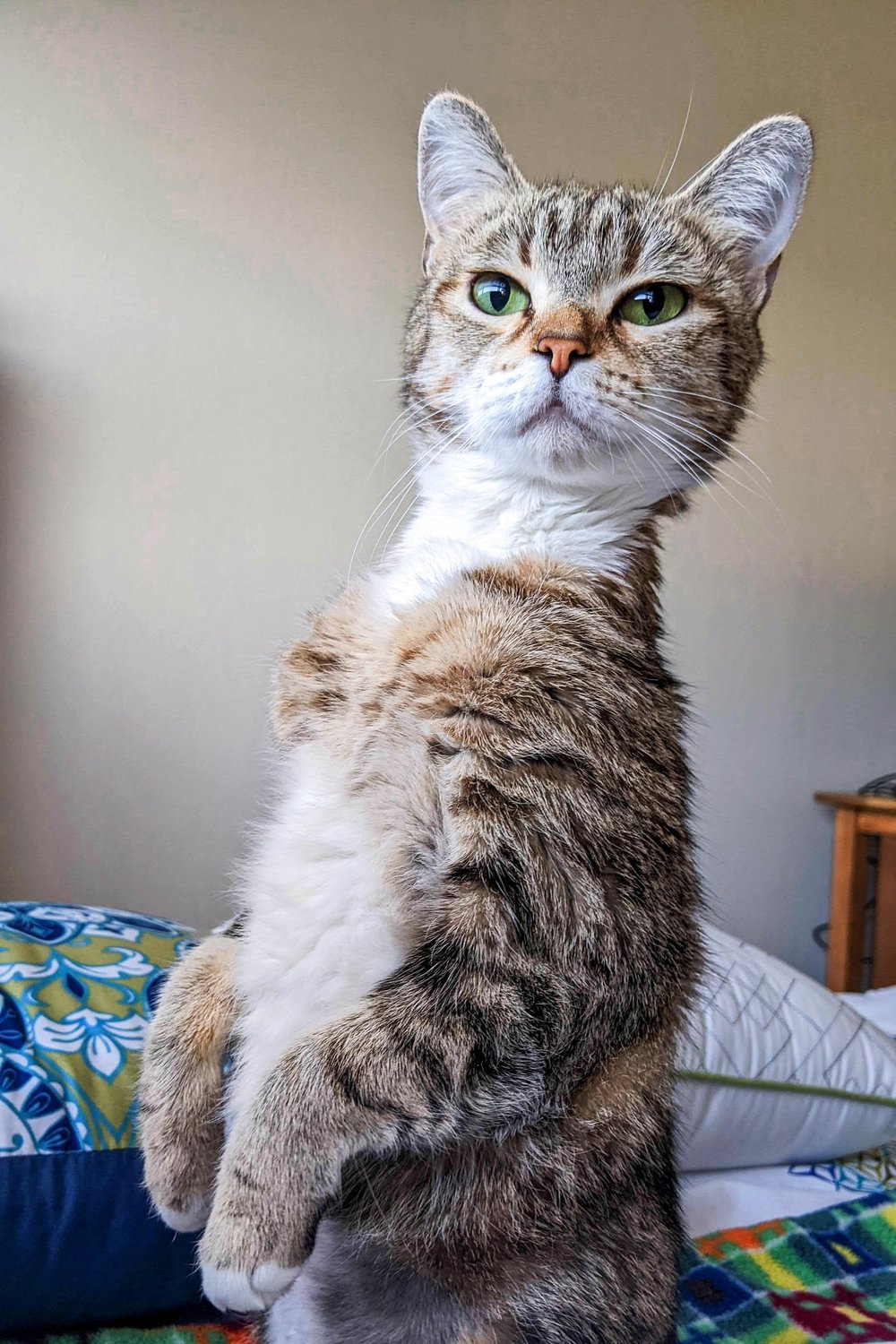 Tips for Photographing Your Cat - Tips for Photographing Your Cat