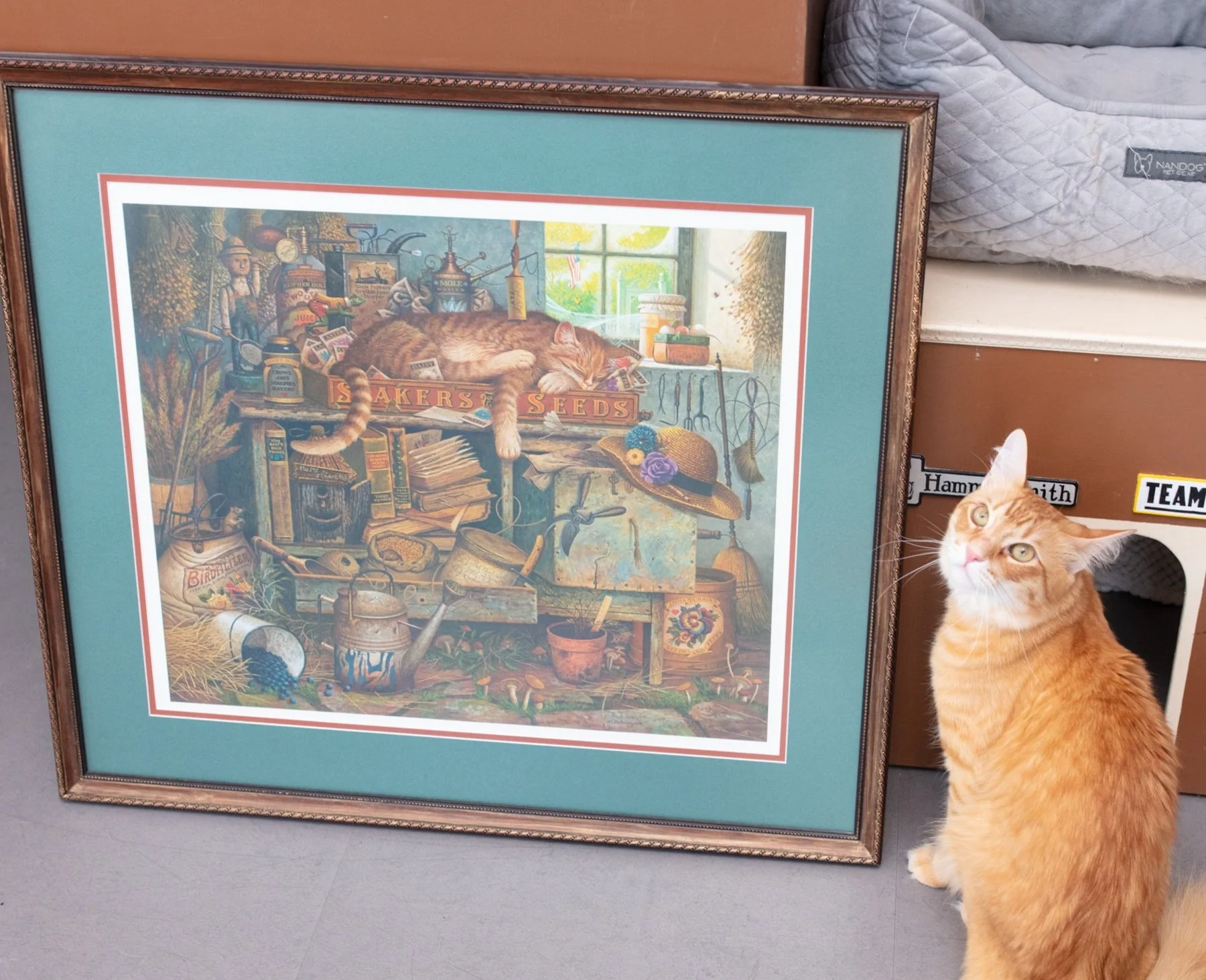 Cat Town