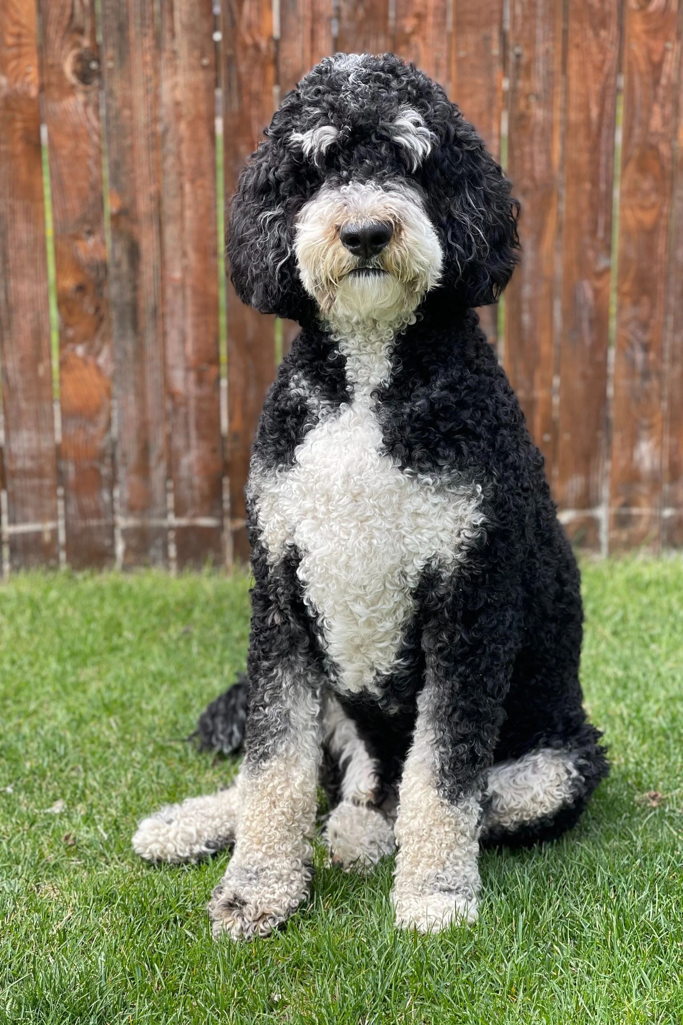 What Is A Standard Bernedoodle