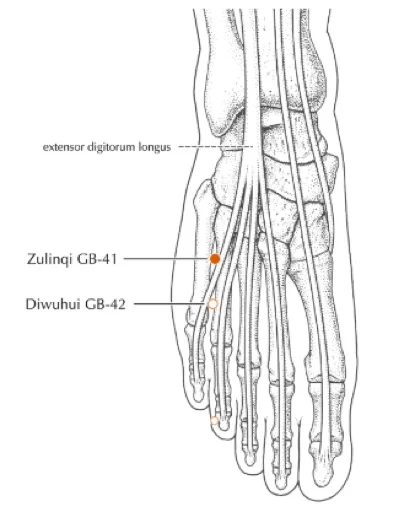 Magic Points Monday: Gall Bladder 41 — Open Channel Acupuncture and ...