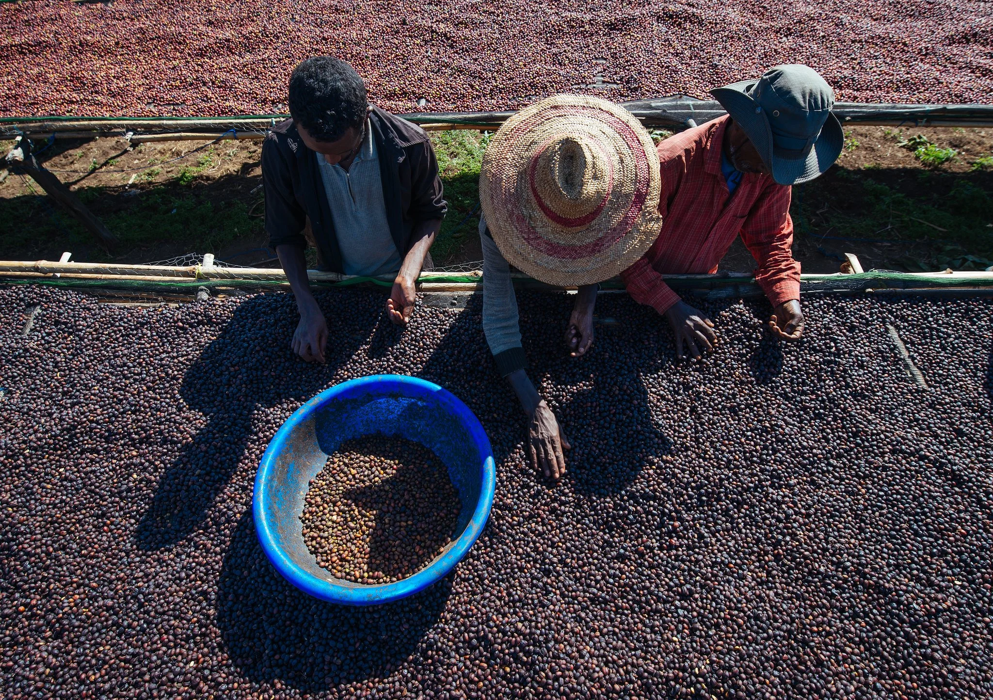 Rwanda Dukunde Kawa Musasa — Buy Coffee Luckie Beans Coffee Roasters