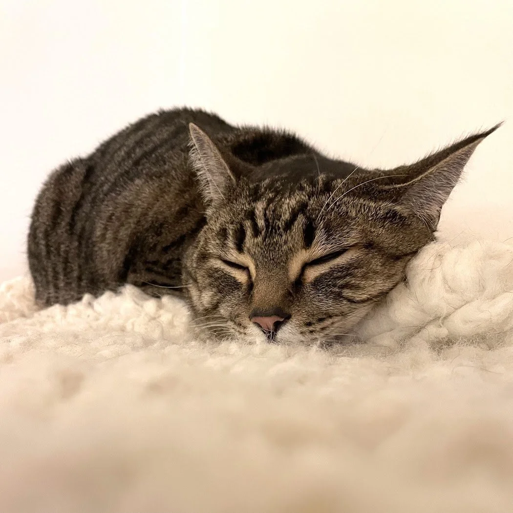 Meet the adoptable cats — Catfe: Vancouver cat cafe