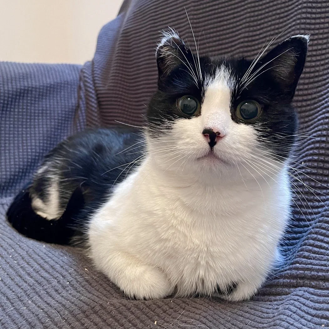 Meet the adoptable cats — Catfe: Vancouver cat cafe