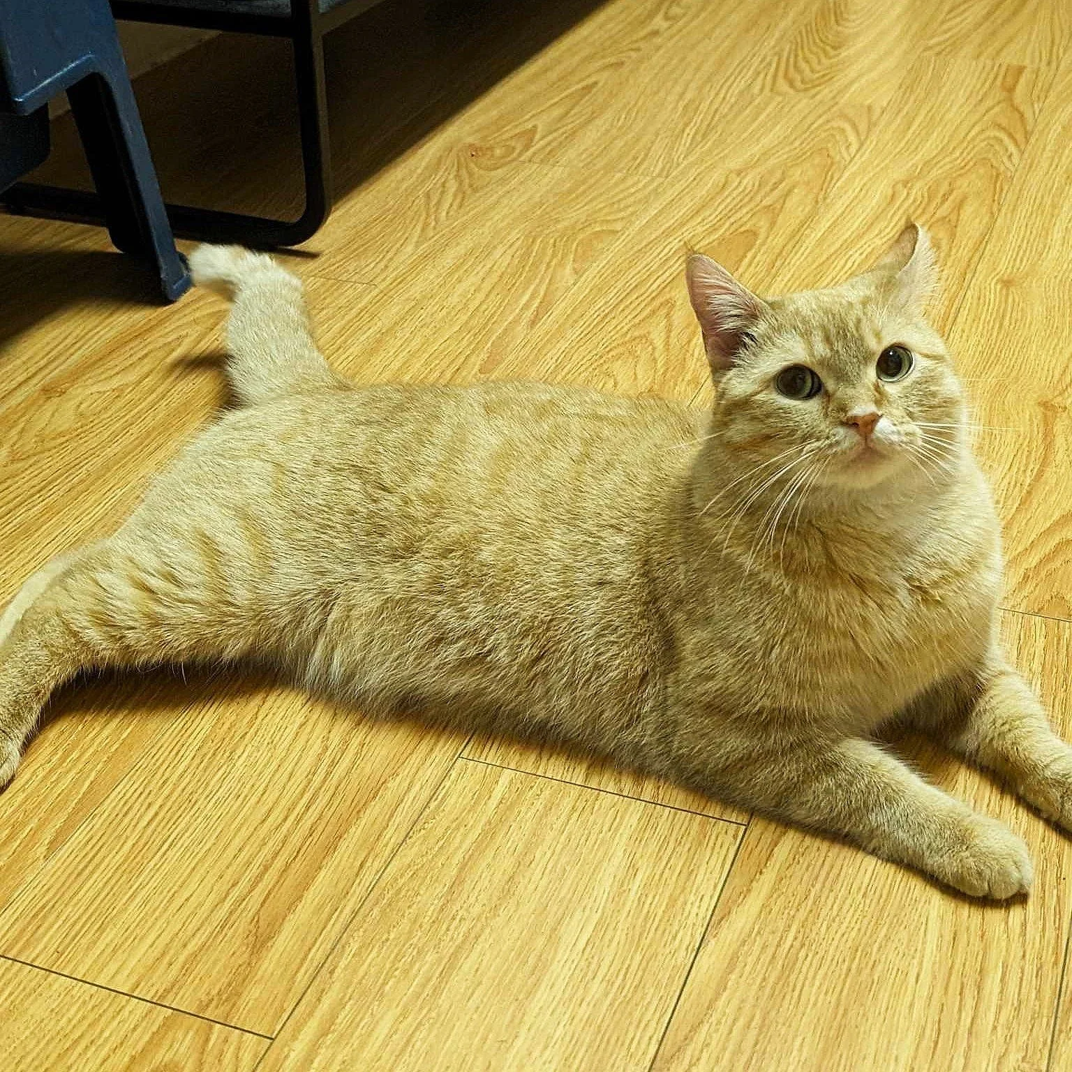 Meet the adoptable cats — Catfe: Vancouver cat cafe