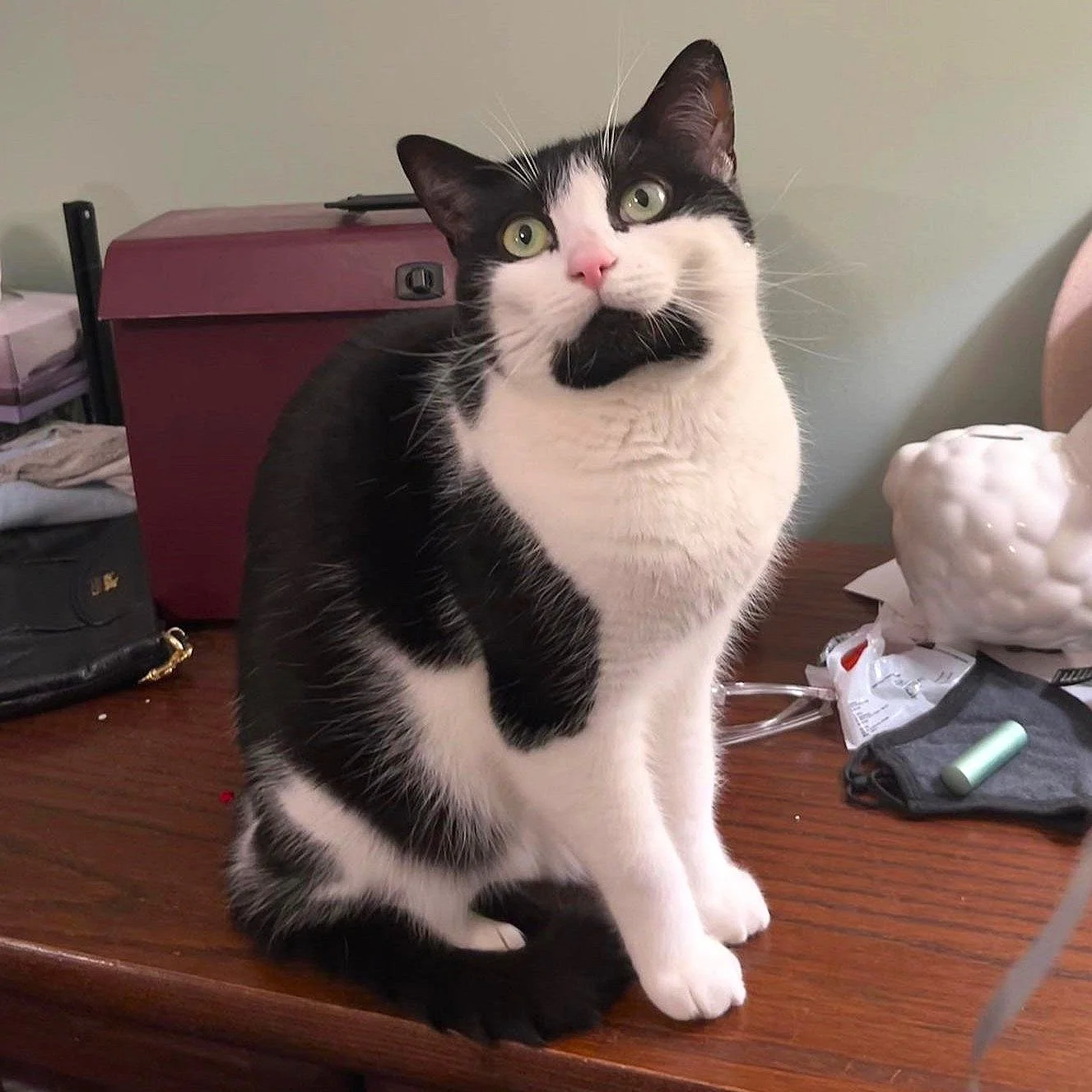 Meet the adoptable cats — Catfe: Vancouver cat cafe