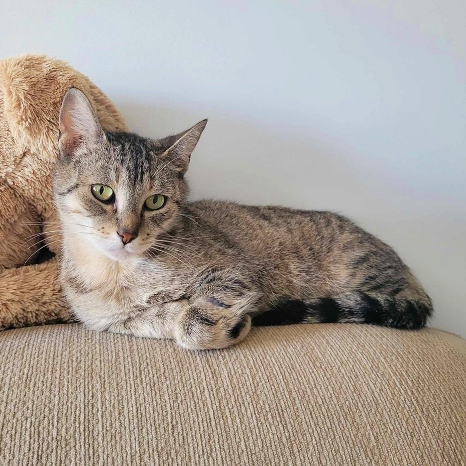 Meet the adoptable cats — Catfe: Vancouver cat cafe