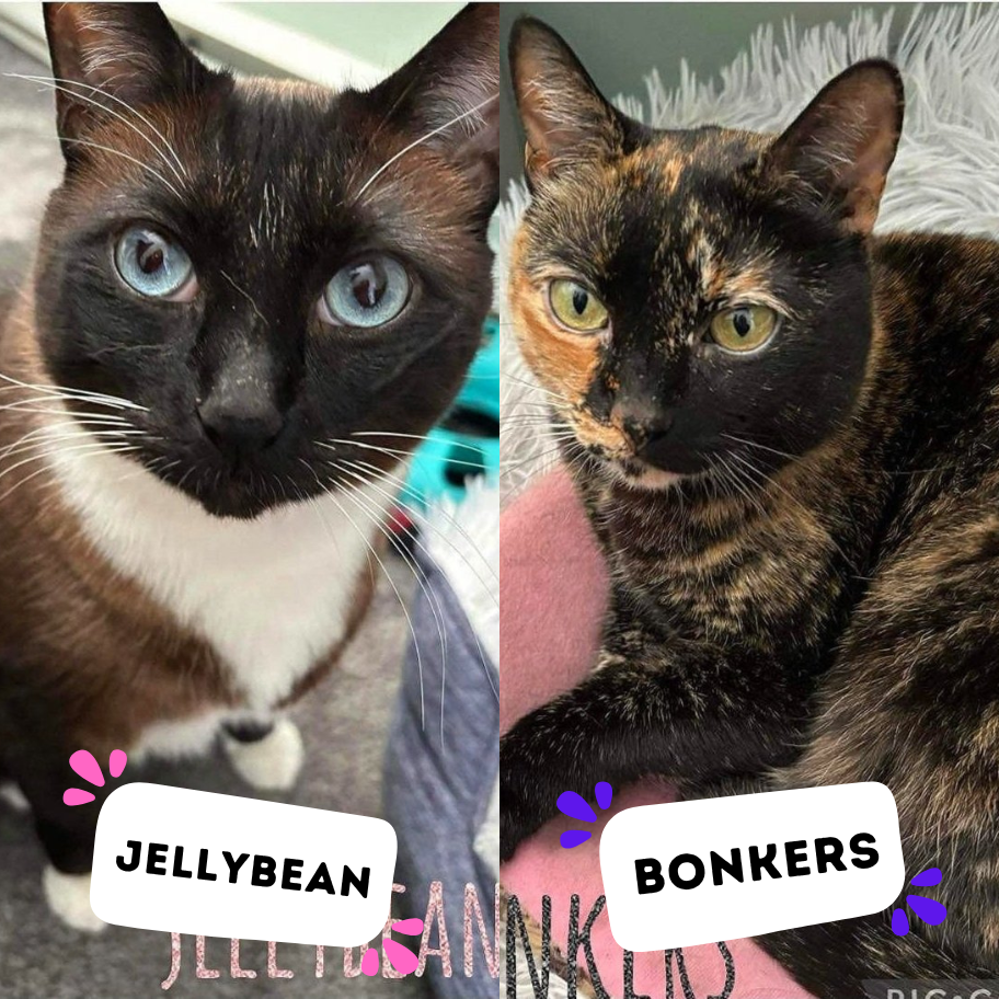 Meet the adoptable cats — Catfe: Vancouver cat cafe