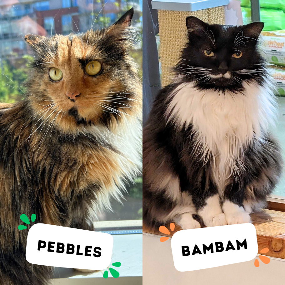 Meet the adoptable cats — Catfe: Vancouver cat cafe