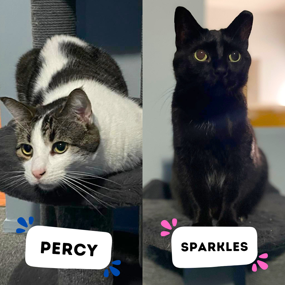 Meet the adoptable cats — Catfe: Vancouver cat cafe