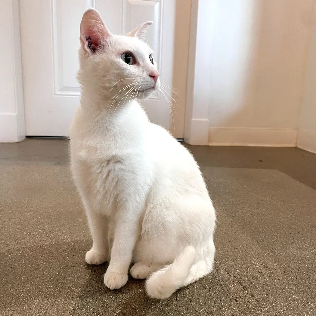 Meet the adoptable cats — Catfe: Vancouver cat cafe