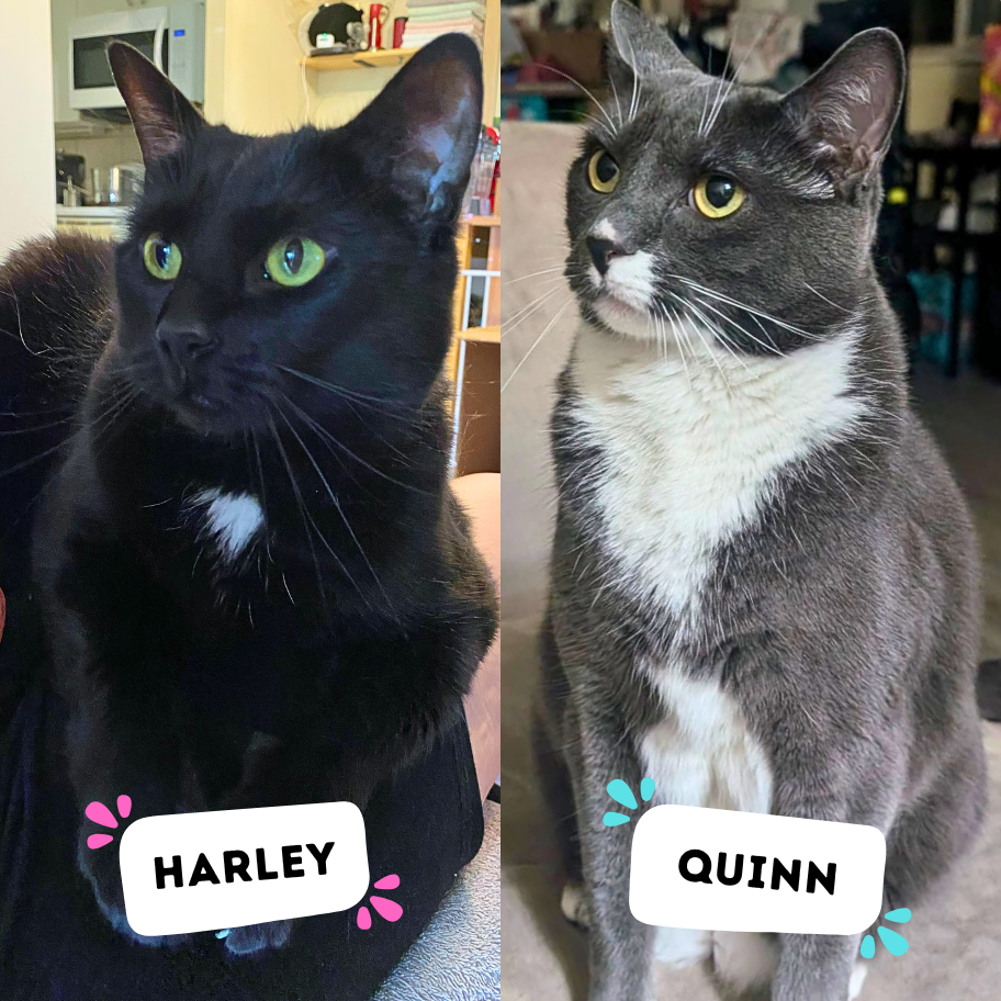 Meet the adoptable cats — Catfe: Vancouver cat cafe