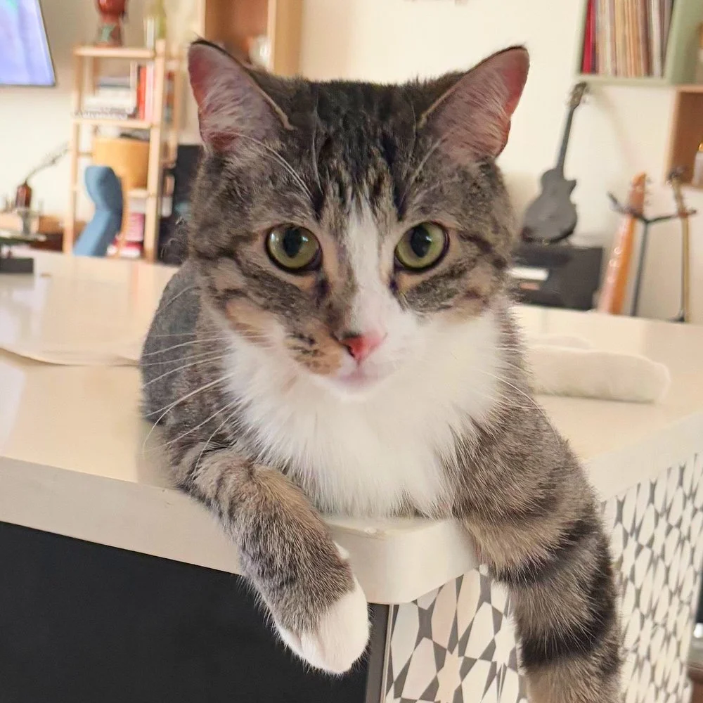 Meet the adoptable cats — Catfe: Vancouver cat cafe