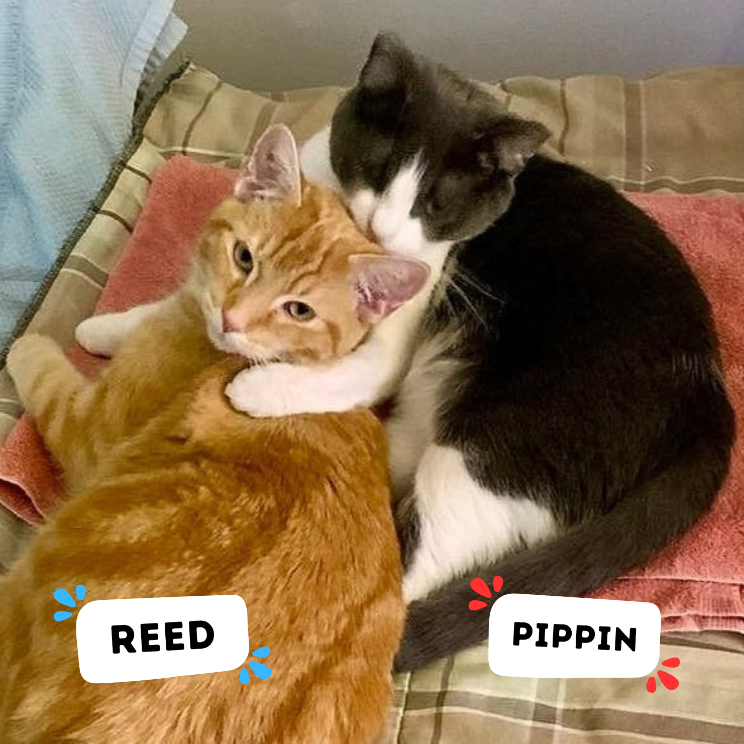 Meet the adoptable cats — Catfe: Vancouver cat cafe