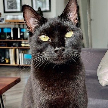 Meet the adoptable cats — Catfe: Vancouver cat cafe