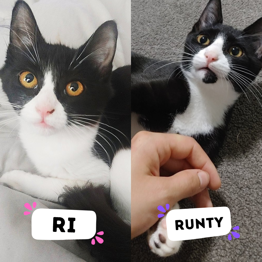 Meet the adoptable cats — Catfe: Vancouver cat cafe