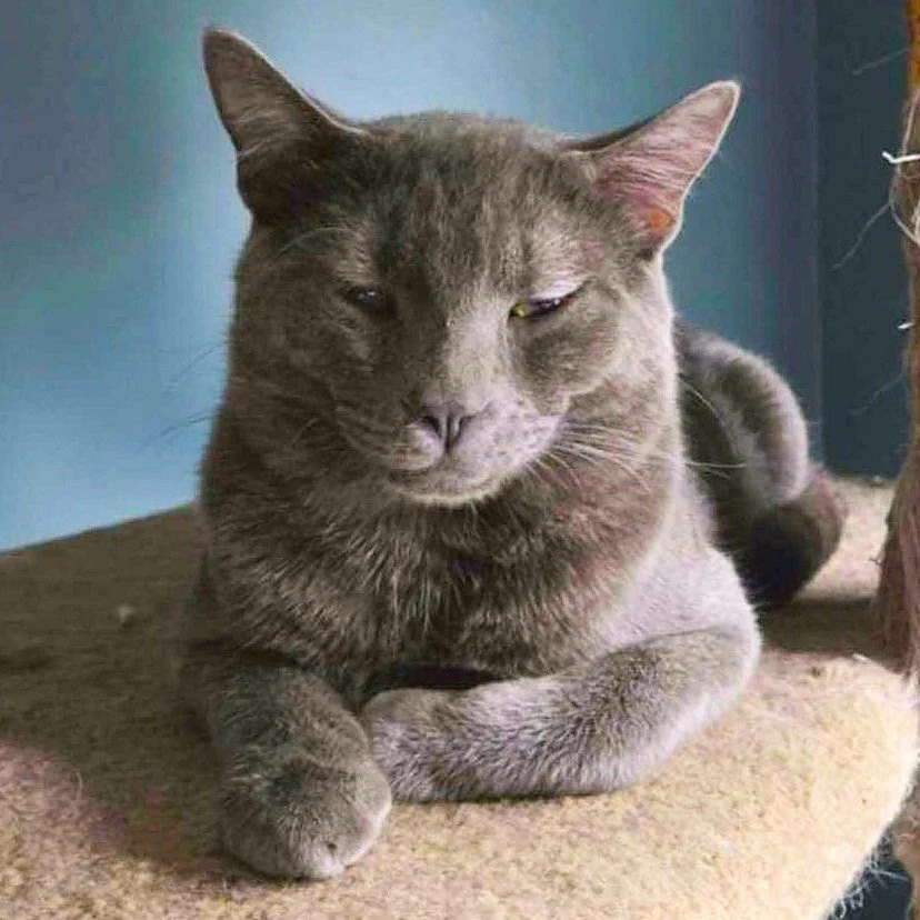 Meet the adoptable cats — Catfe: Vancouver cat cafe