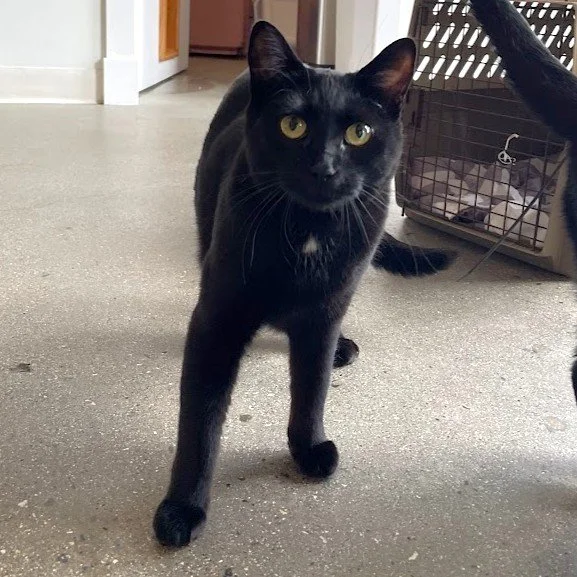 Meet the adoptable cats — Catfe: Vancouver cat cafe