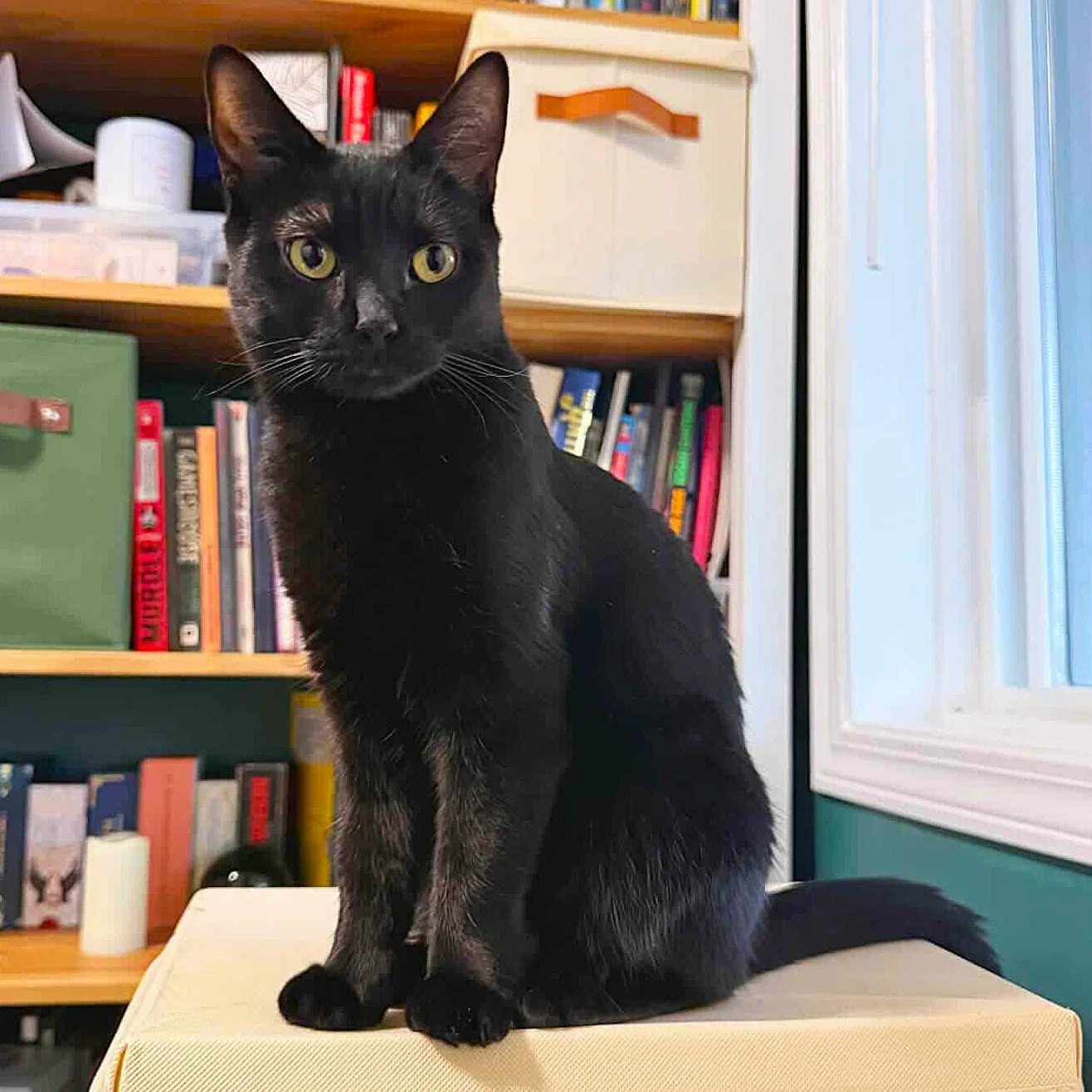 Meet the adoptable cats — Catfe: Vancouver cat cafe