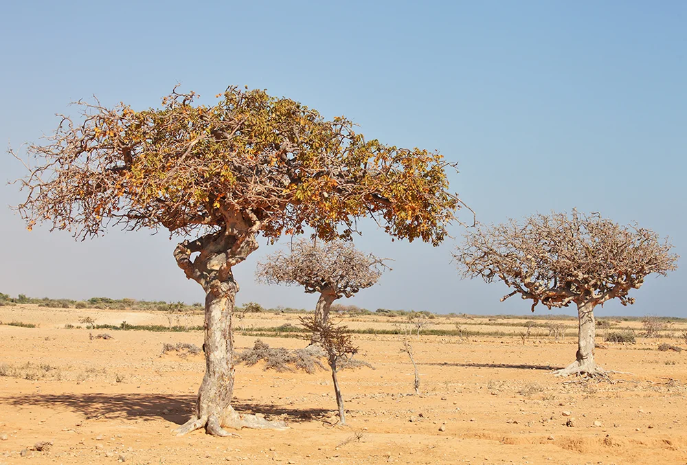 Ancient Uses of Myrrh — Ray Downing