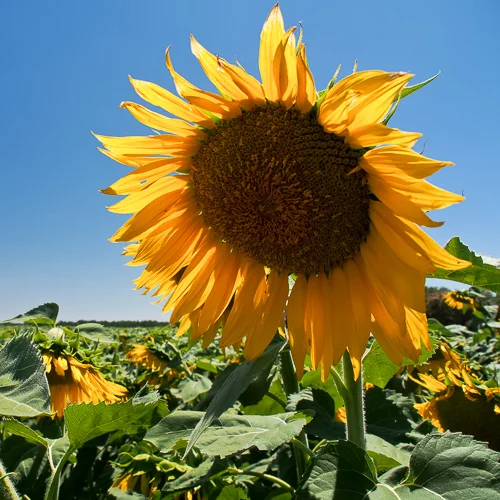 Martha Bernauer, Realtor