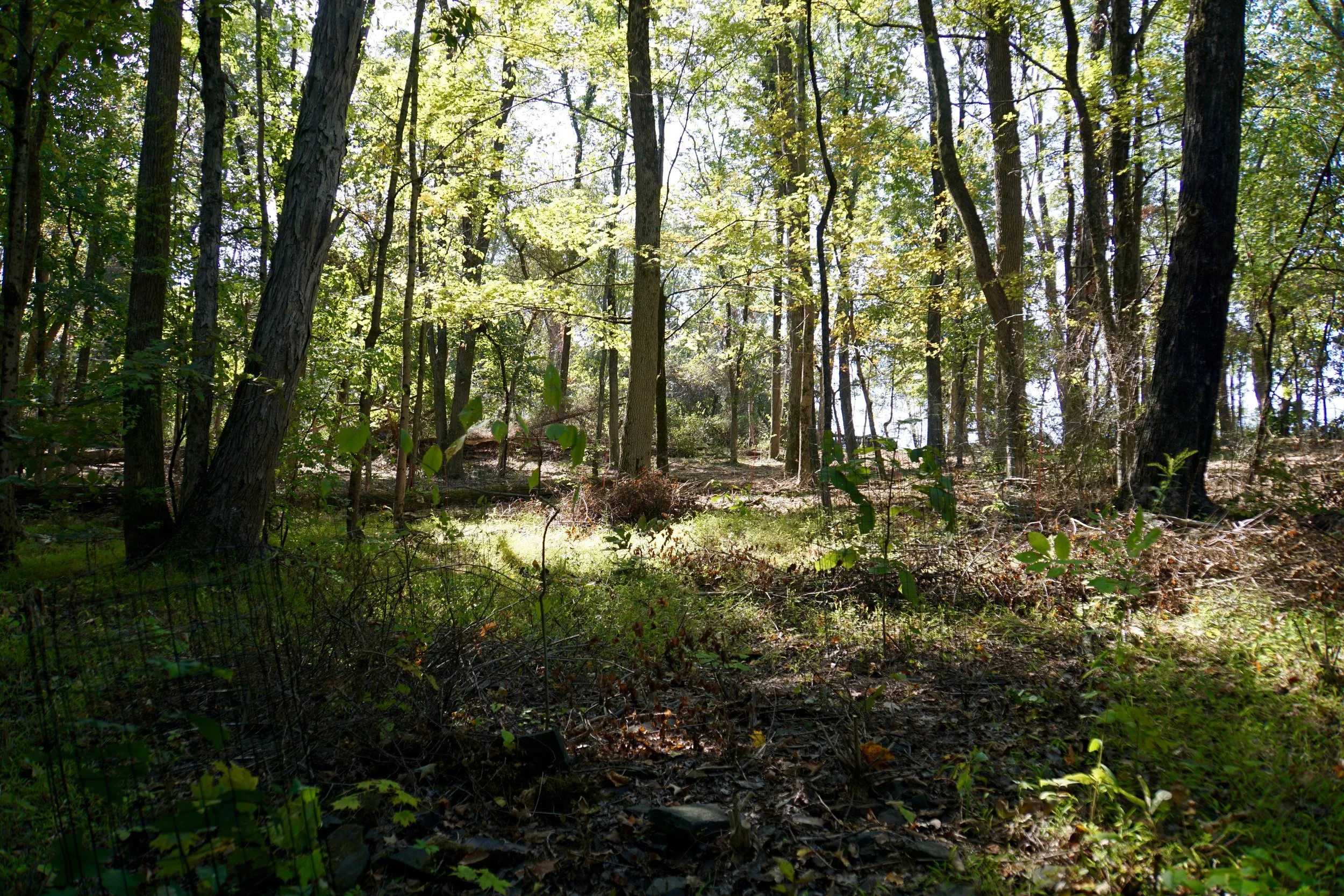 Forest Restoration Project — Friends of Princeton Open Space