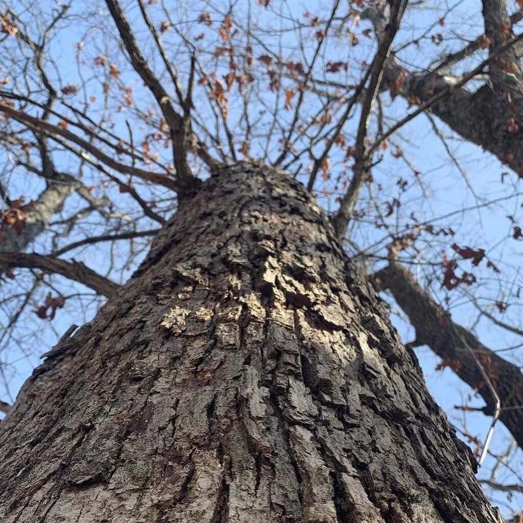 Donate A Tree — Friends of Princeton Open Space